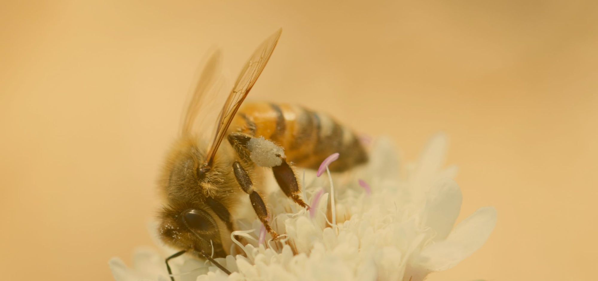 Ultra Bee Health Natural Propolis Skincare